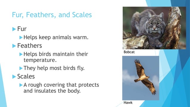 External structures and functions of animals | PPTX | Birds | Pets