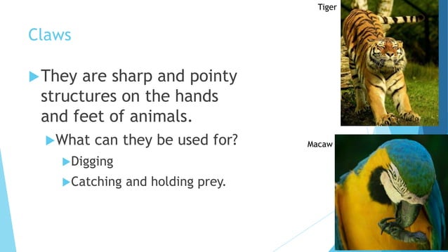 External structures and functions of animals | PPTX | Birds | Pets