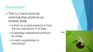 External structures and functions of animals | PPTX | Birds | Pets