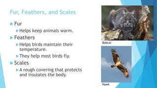 External structures and functions of animals