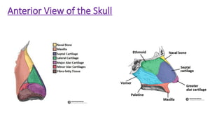 External view of the skull. . . . . . . | PPTX
