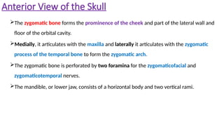 External view of the skull. . . . . . . | PPTX