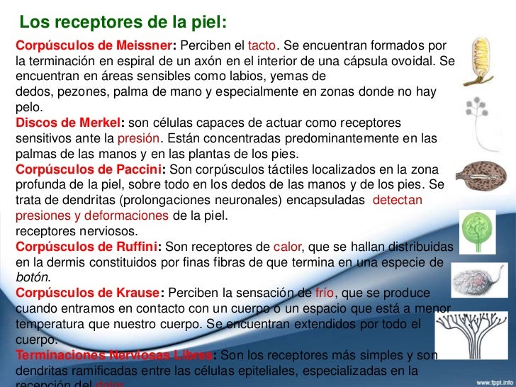 Exterorreceptores Ejemplos