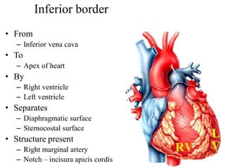 Ext features of heart | PDF
