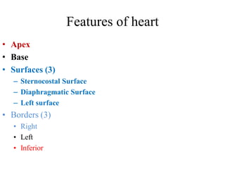 Ext features of heart | PDF