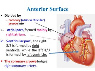 Ext features of heart | PDF
