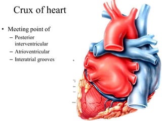 Ext features of heart | PPT