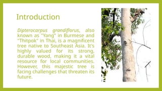 Extinct- Dipterocarpus grandiflorus.pptx