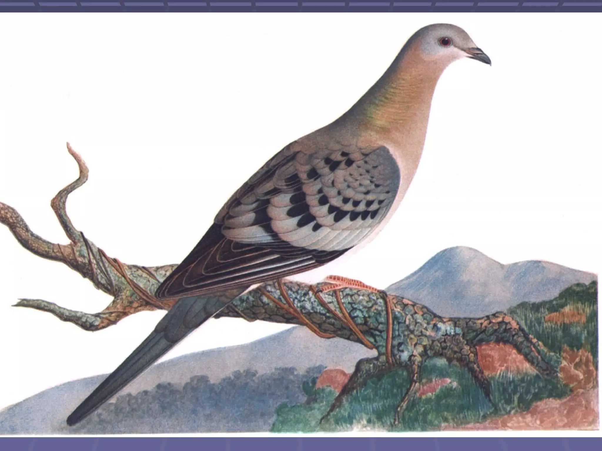 алешин дима. Extinct animals | PPT