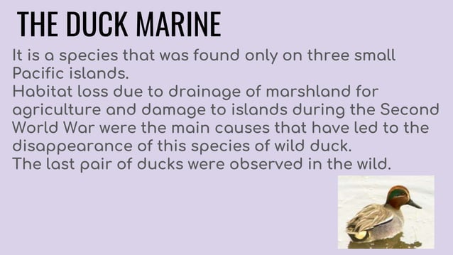 Extinct animals | PPT