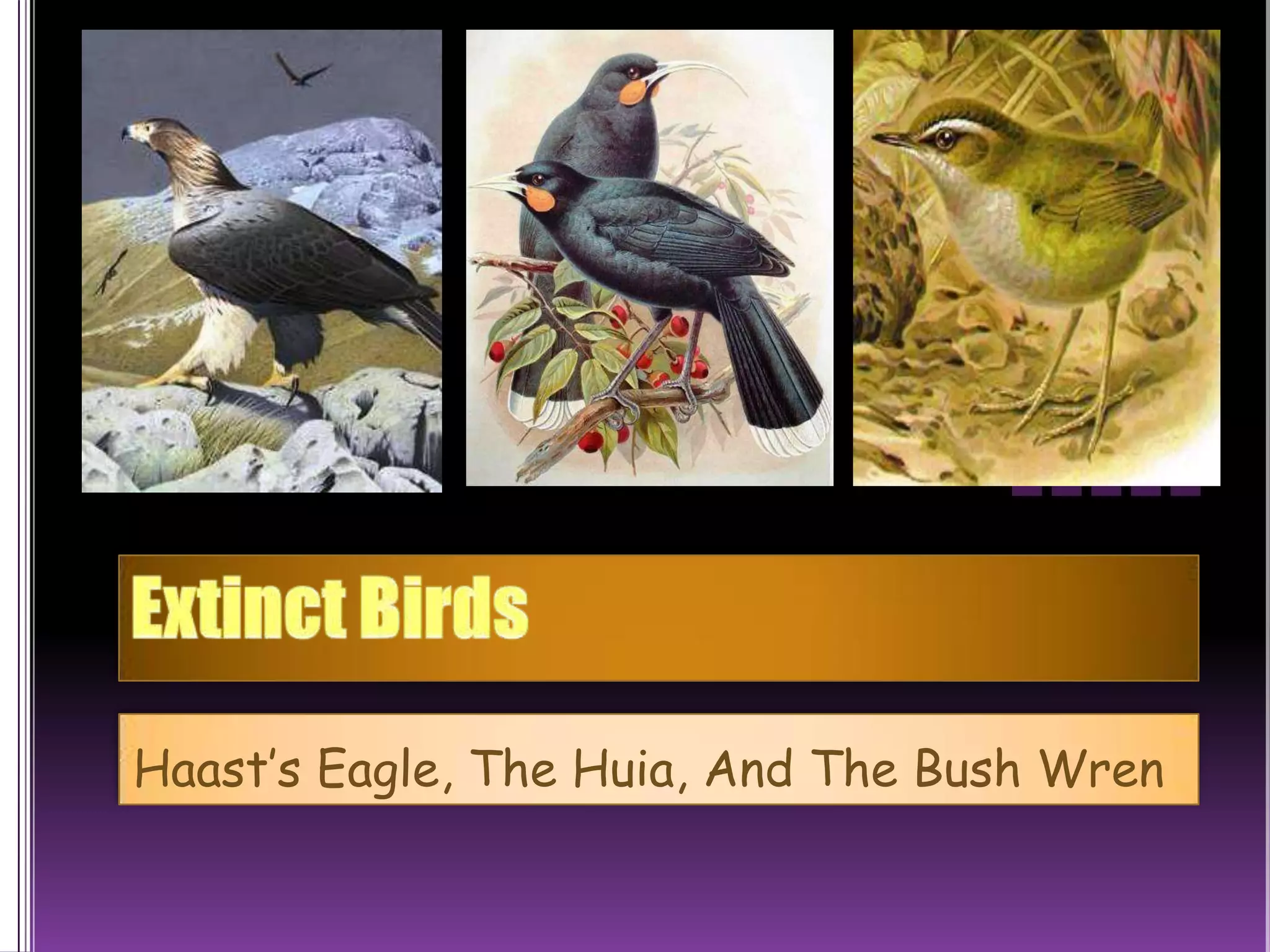 Extinct Birds | PPTX