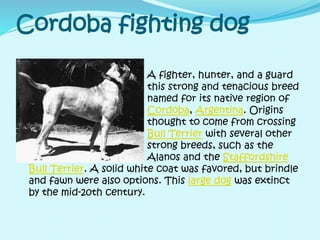When Did The Cordoba Fighting Dog Go Extinct