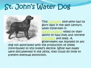 Are St Johns Water Dogs Extinct