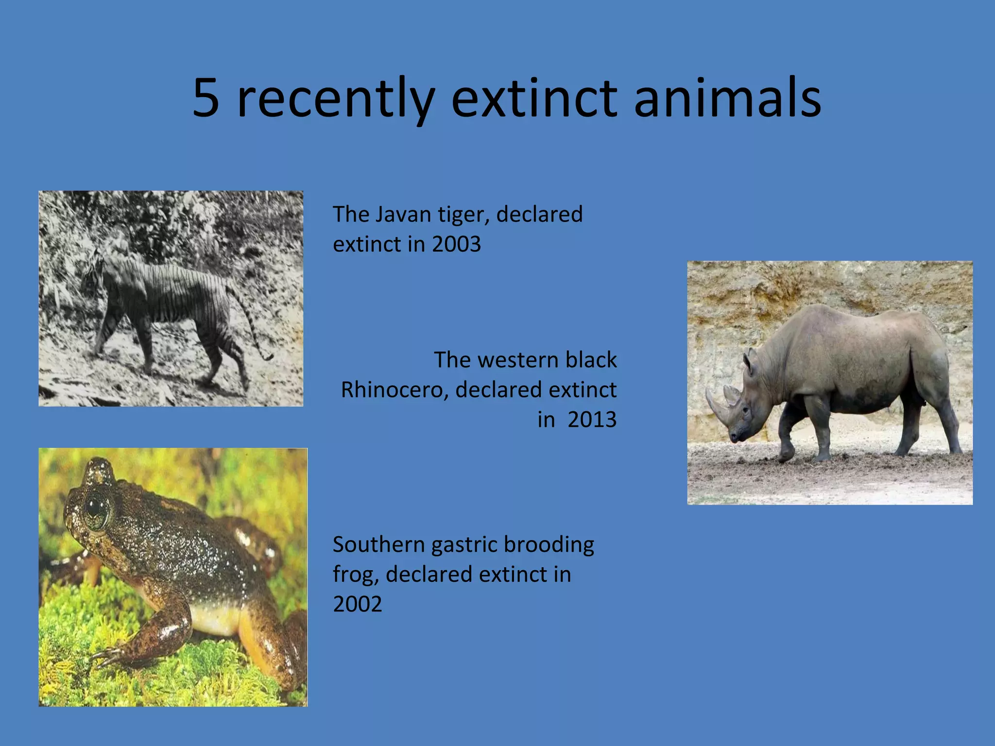Extinct, endangered or threatened | PPT