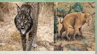 Science Grade 9 species extinction lesson | PPTX