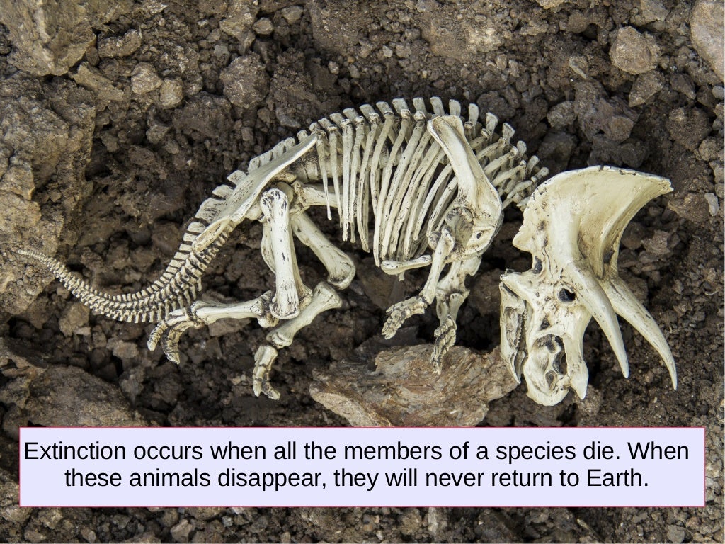 Extinction and loss of biodiversity