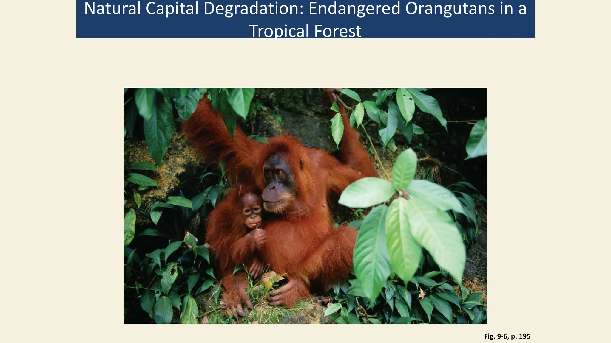 Extinction causes and consequences .pptx