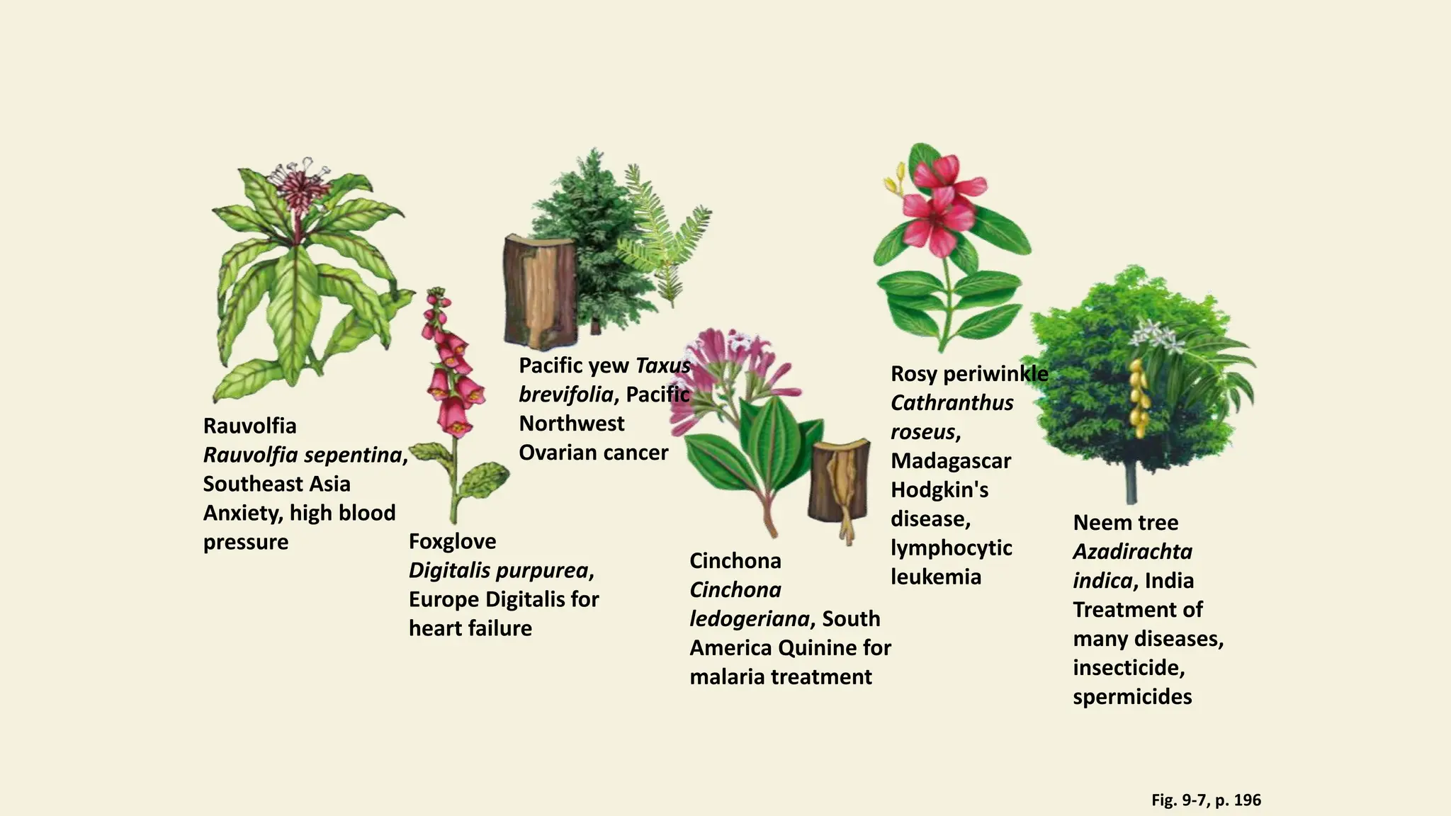Extinction Causes And Consequences Pptx