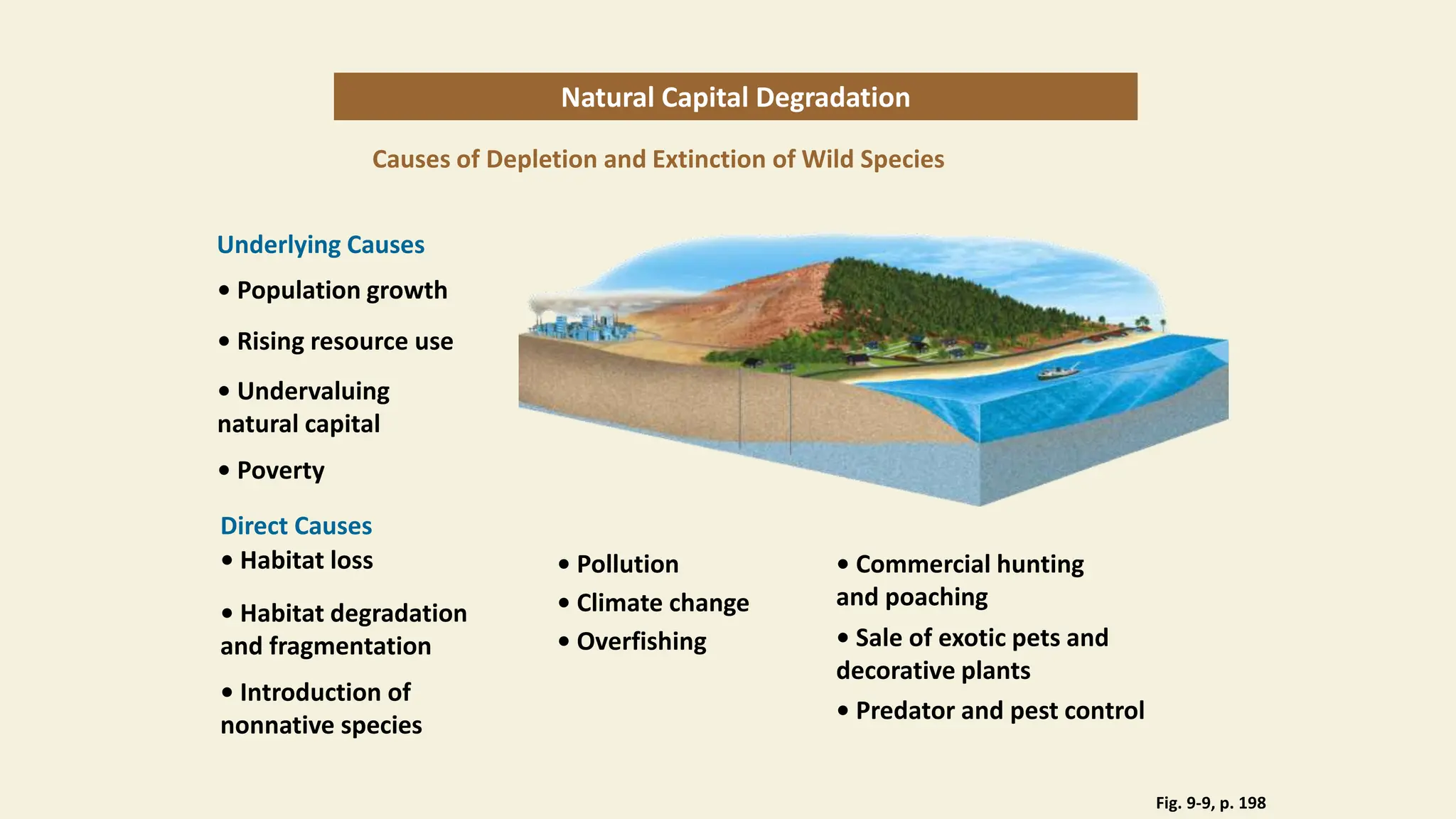 Extinction causes and consequences .pptx