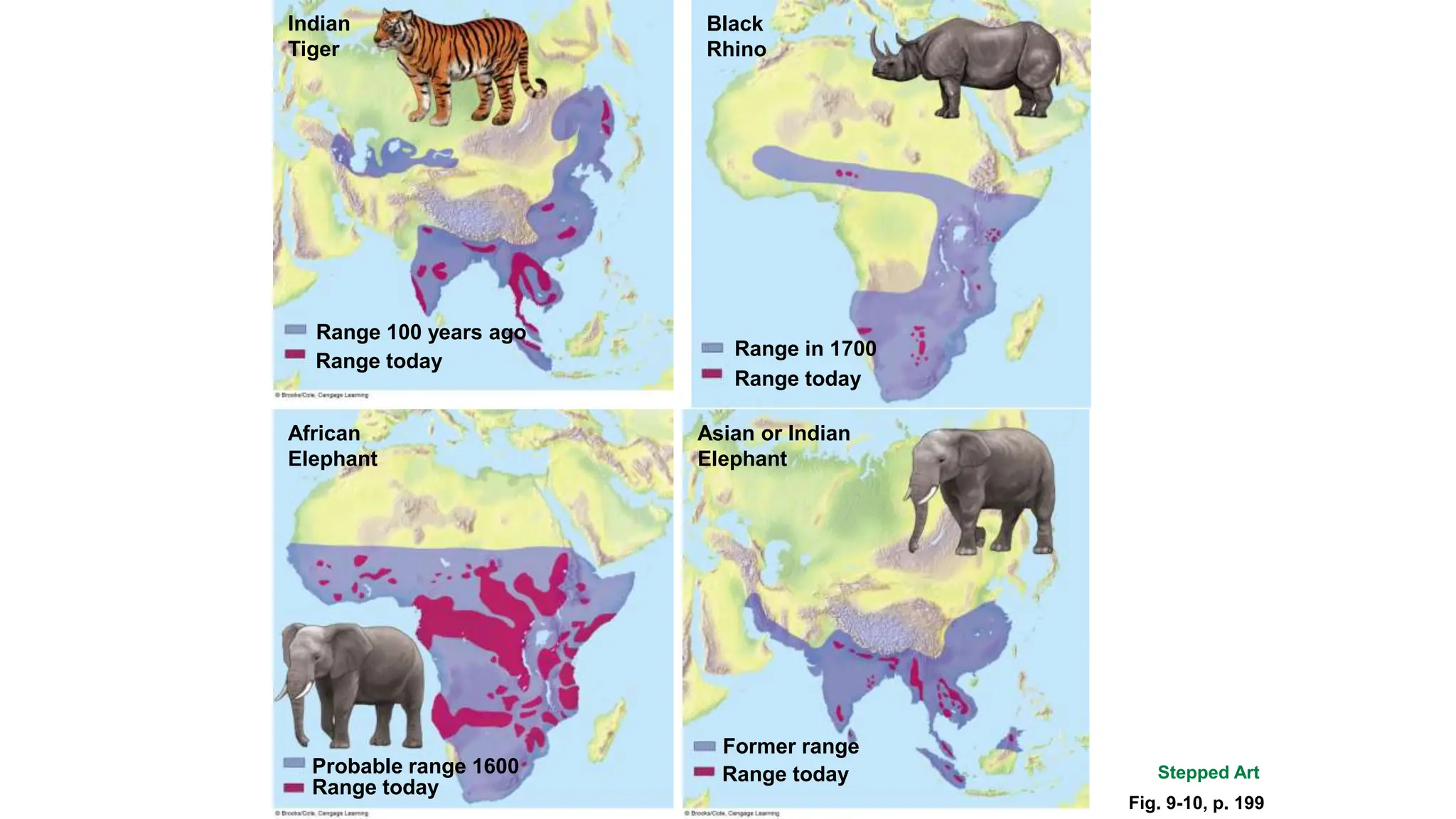 Extinction Causes And Consequences Pptx