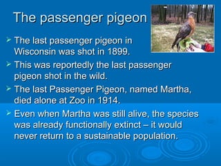 Extinction of biodiversity | PPT