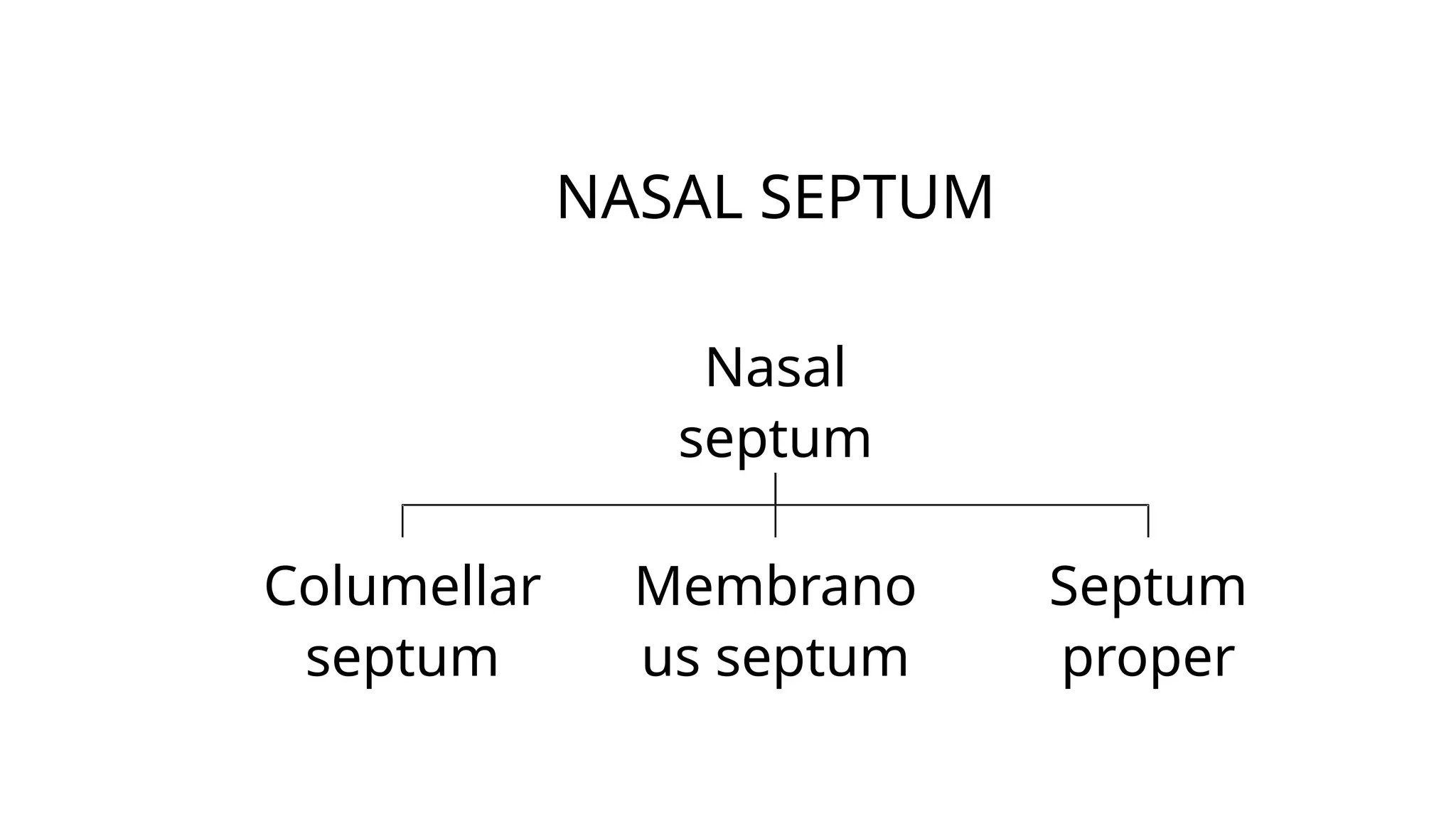 Ext nose & nasal septum with full details so that u can know | PPTX