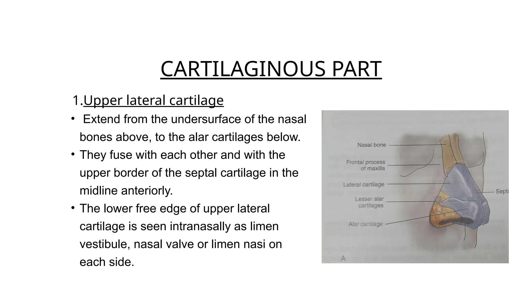 Ext nose & nasal septum with full details so that u can know | PPTX