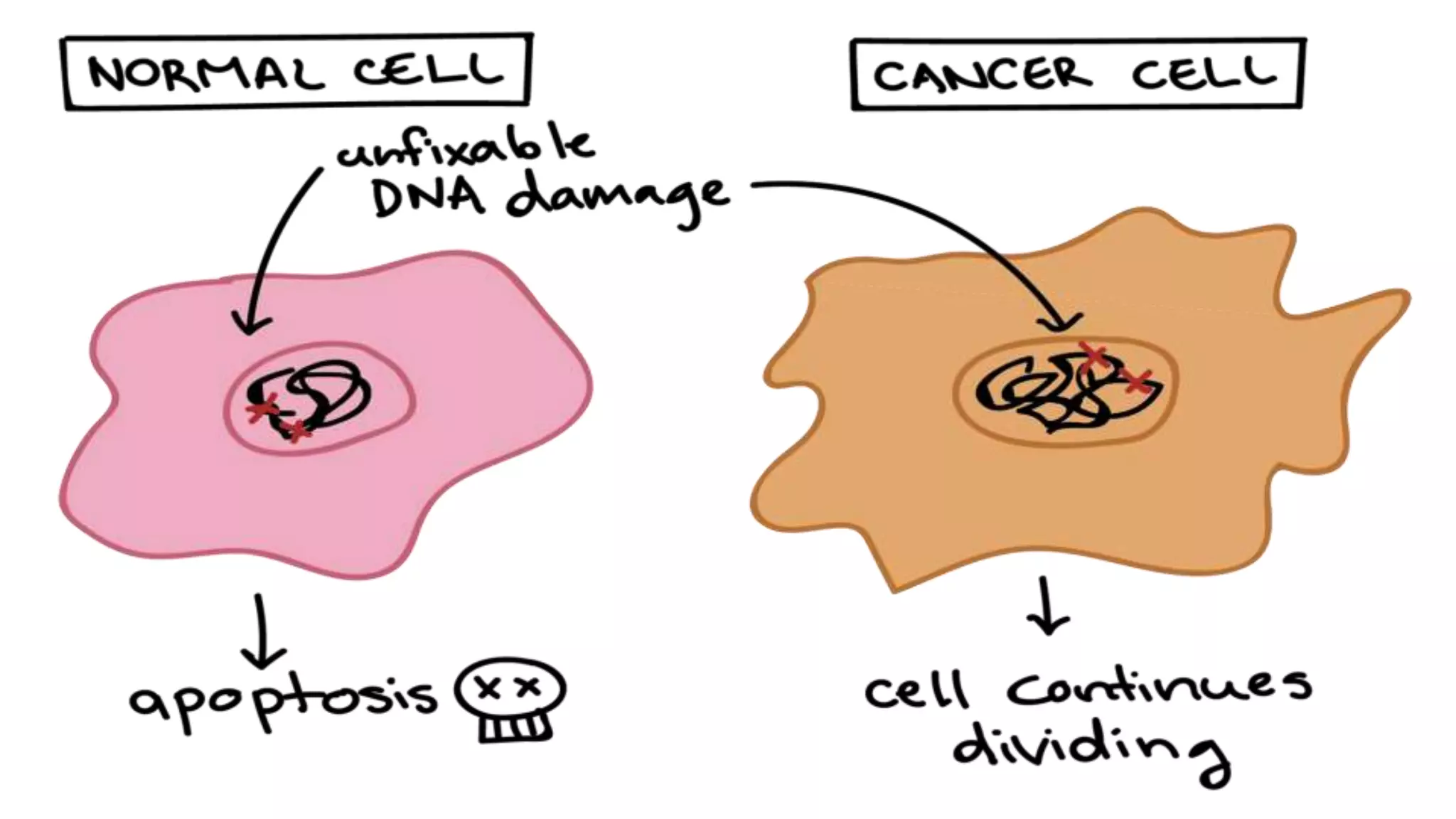 Cancer Biology: an overview | PPT