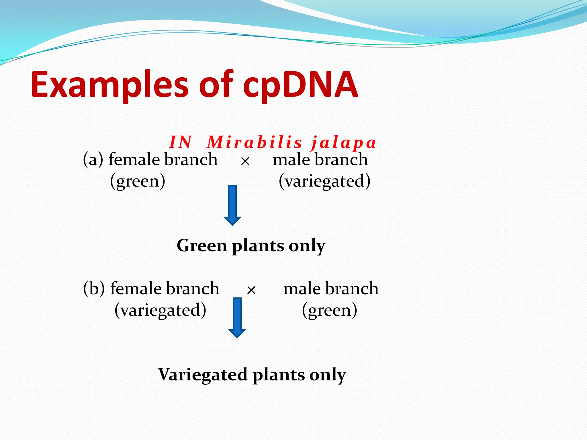 extra-chromosomal-inheritance[1].pptx.pdfpdf | PDF