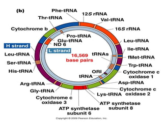 Extra nuclear genome- mitchondrial dna | PPTX