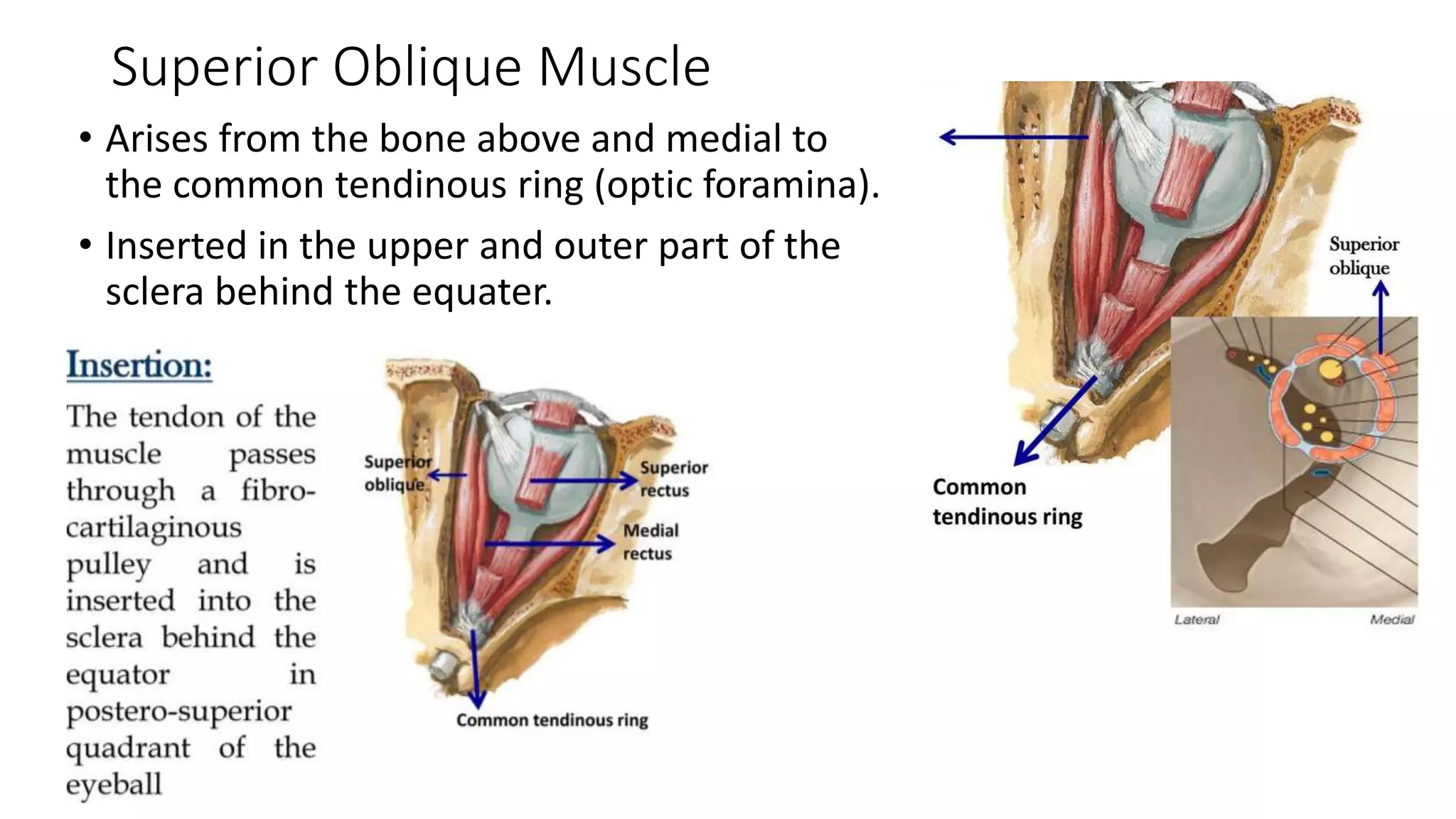 EXTRA-OCULAR MUSCLES.pptx