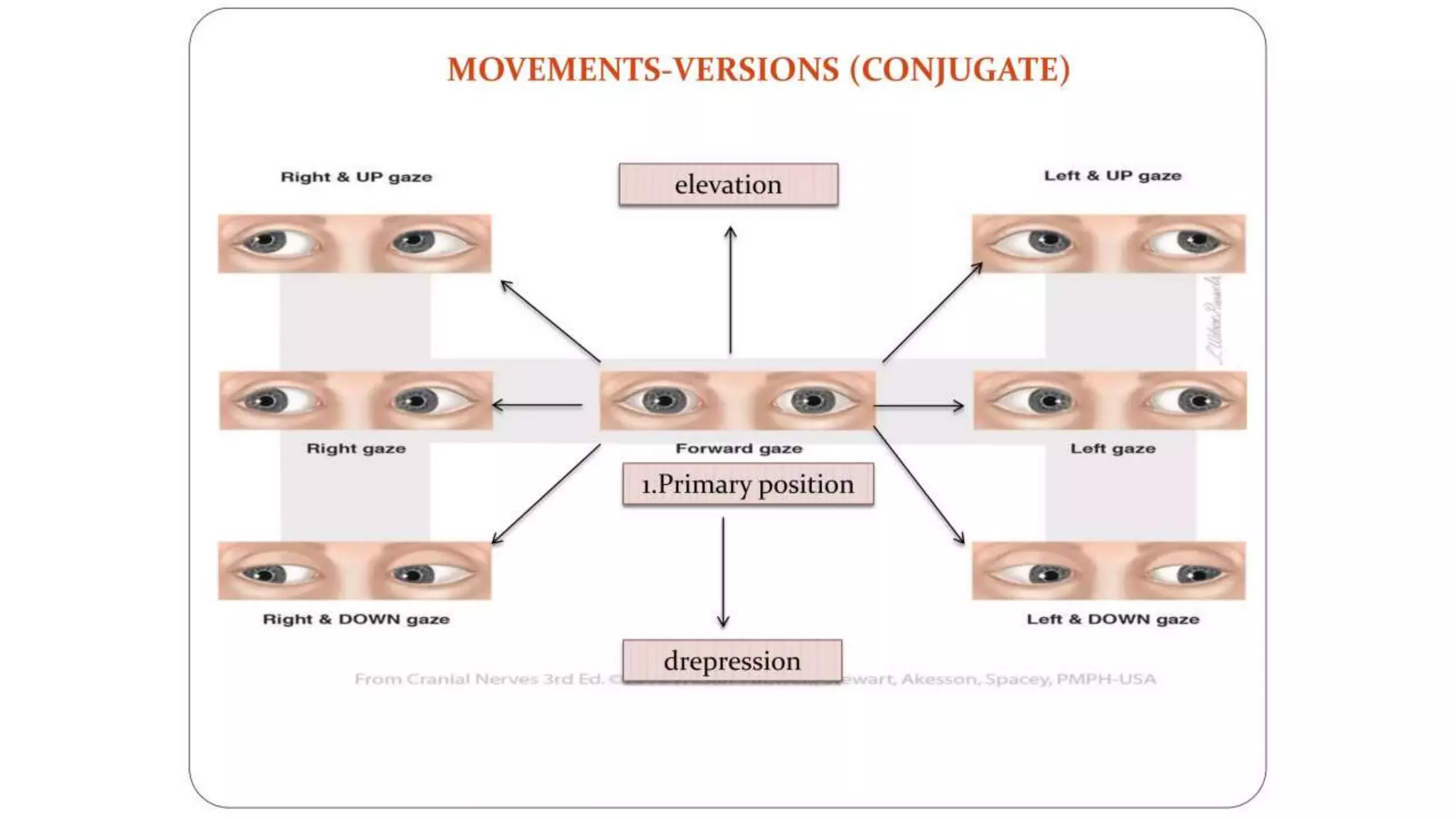 EXTRA-OCULAR MUSCLES.pptx