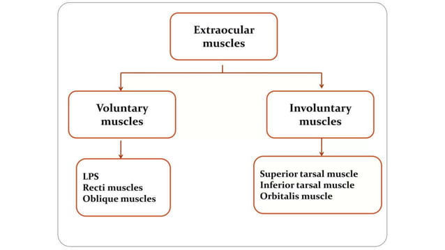 EXTRA-OCULAR MUSCLES.pptx
