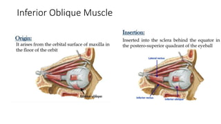 EXTRA-OCULAR MUSCLES.pptx