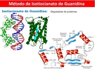 EXTRACCION_DE_ADN.pptx