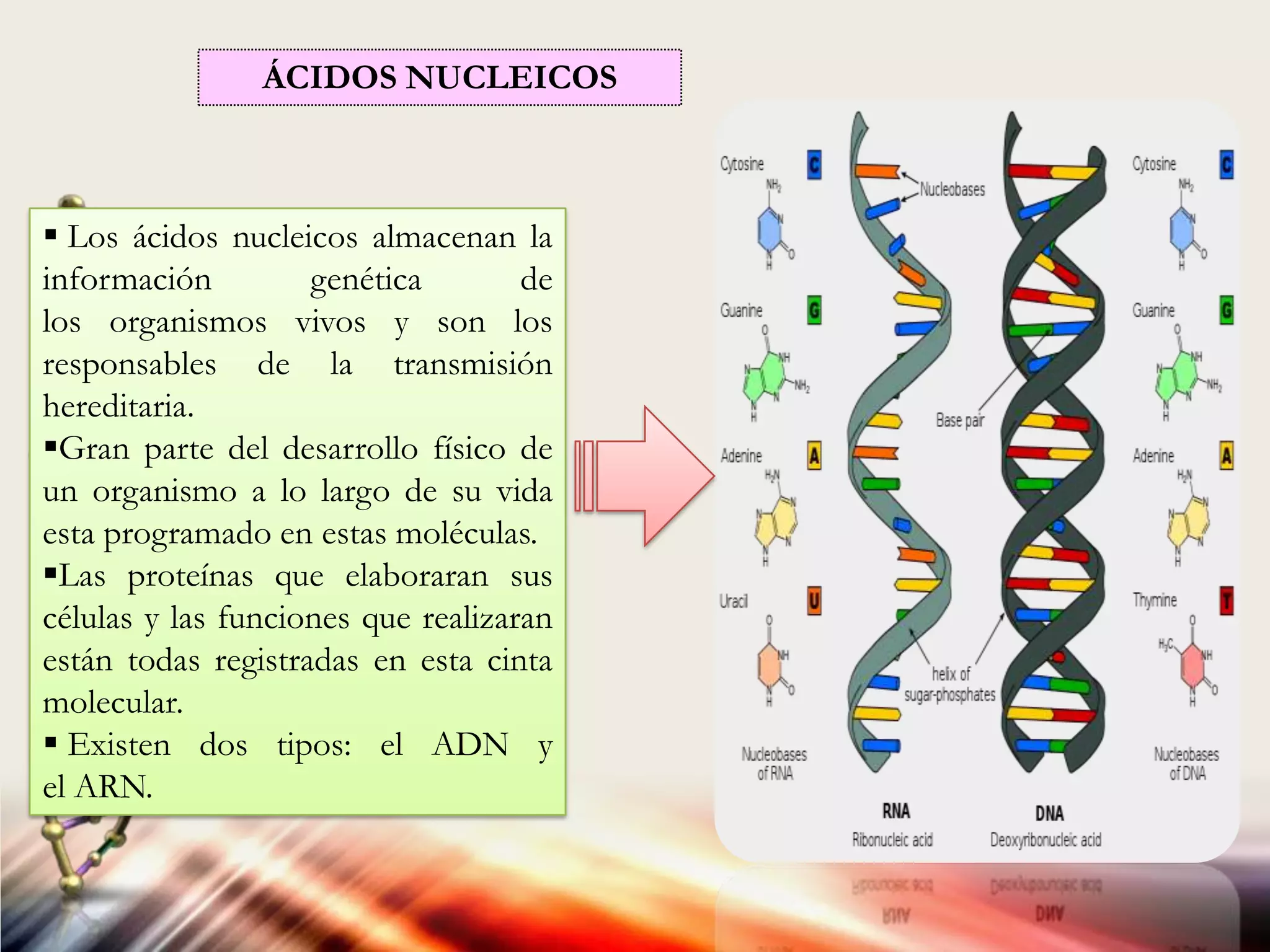 Extraccion de adn arn y proteinas | PPTX