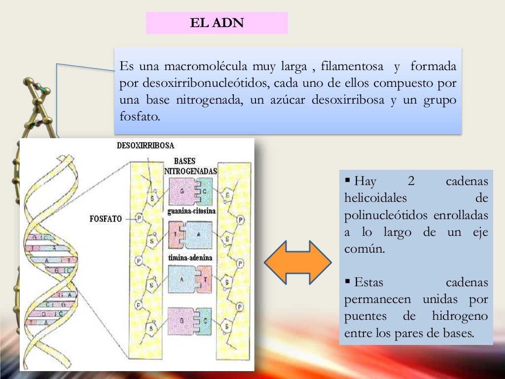 Extraccion de adn arn y proteinas