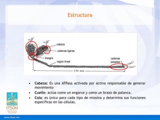 Extracción de miosina | PPTX