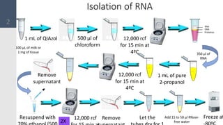 Extracción de RNA.pptx