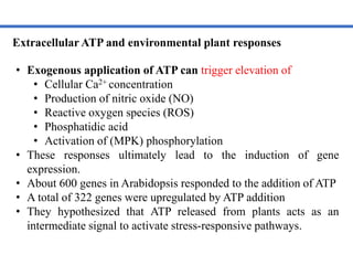 Extracellular ATP as a central signaling molecule in plant stress ...