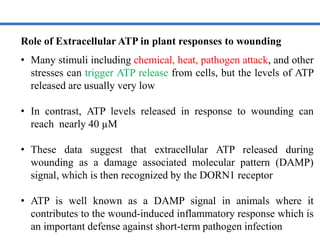 Extracellular ATP as a central signaling molecule in plant stress ...