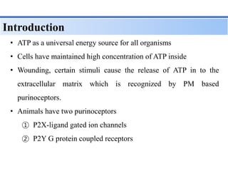 Extracellular ATP as a central signaling molecule in plant stress ...