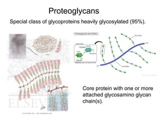 Extracellular matrix | PPT
