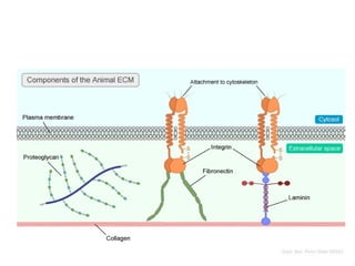 Extracellular Matrix Diagram