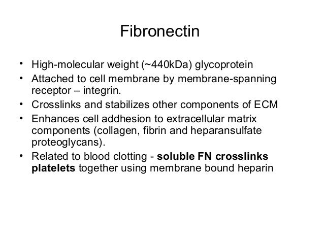 Extracellular matrix