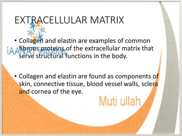 Extracellular matrix | PPT