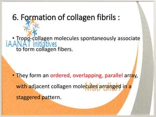 Extracellular matrix | PPT