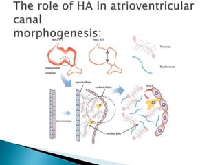 Extracellular matrix | PPTX