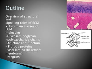 Extracellular matrix | PPTX