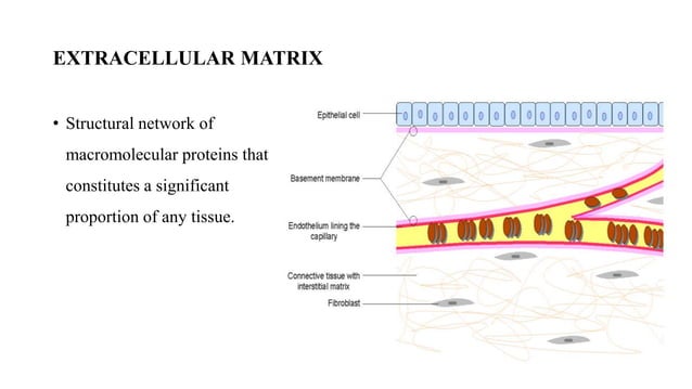 Extracellular matrix | PPT